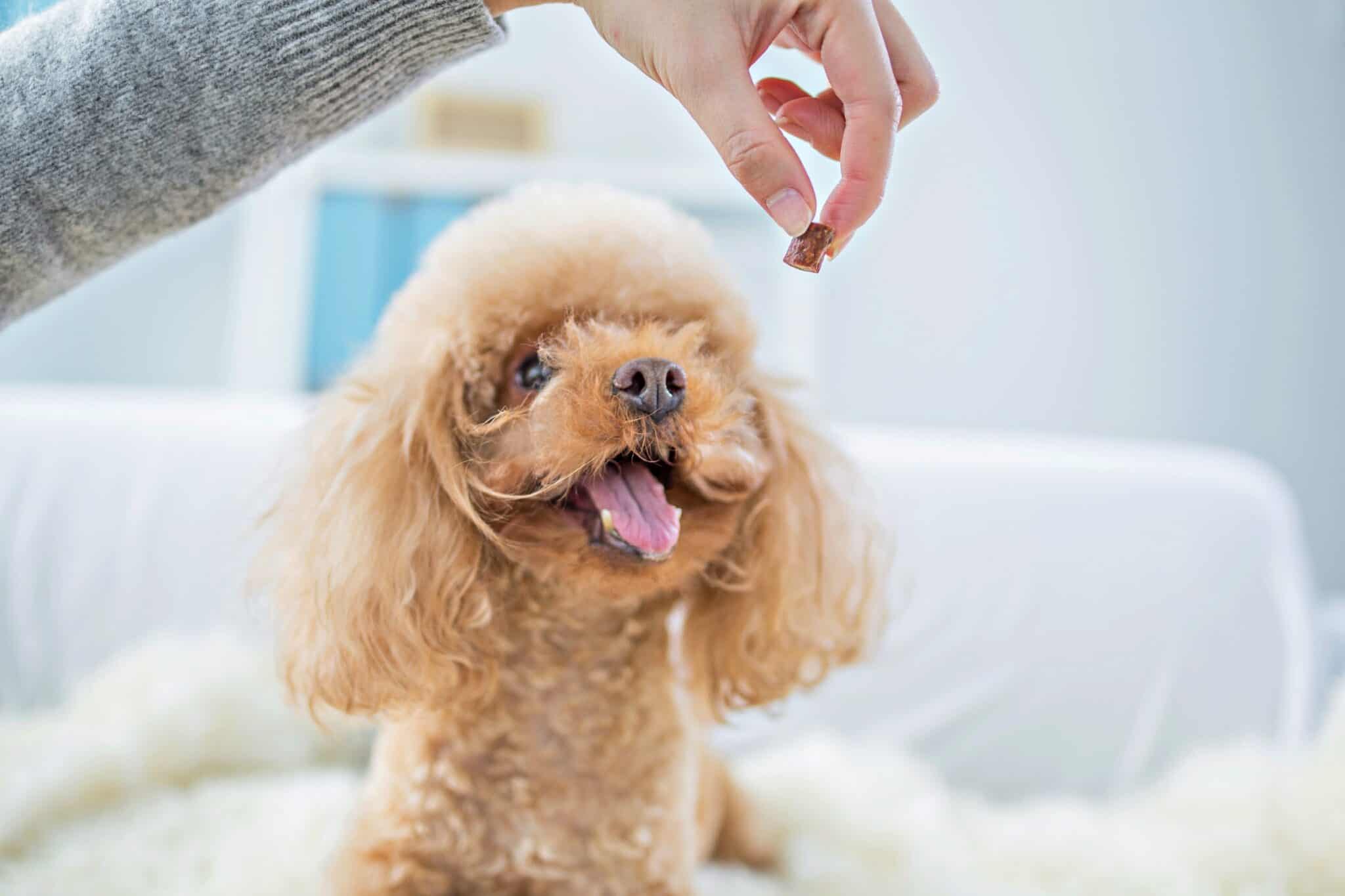 How Much to Feed a Poodle (Feeding Chart & Guide)