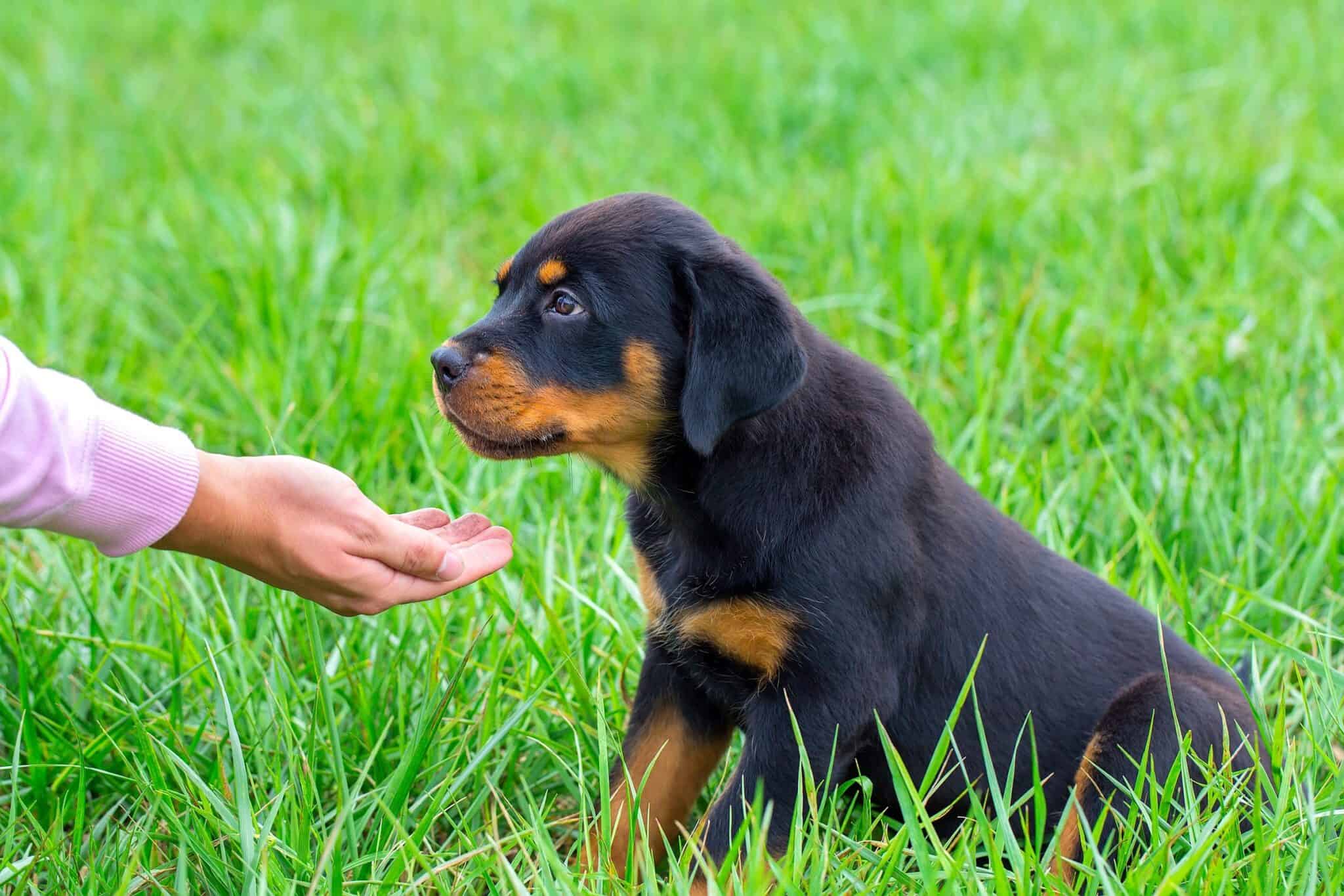 How Much to Feed a Rottweiler (Feeding Chart & Guide)