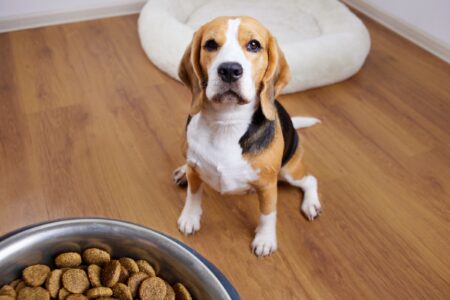 How Much to Feed a Beagle (Feeding Chart & Guide)