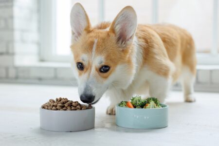 How Much to Feed a Corgi (Feeding Chart & Guide)
