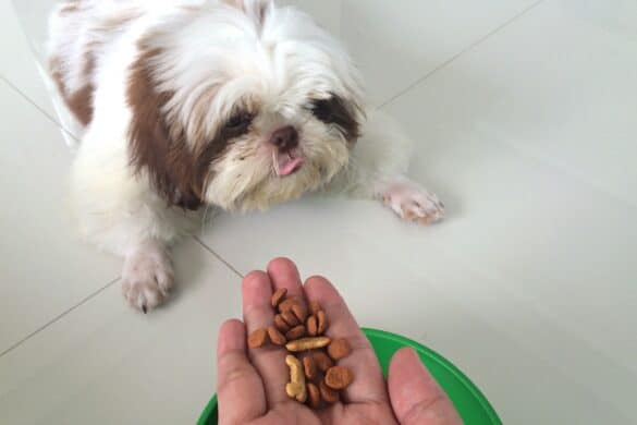 How Much to Feed a Shih Tzu (Feeding Chart & Guide)