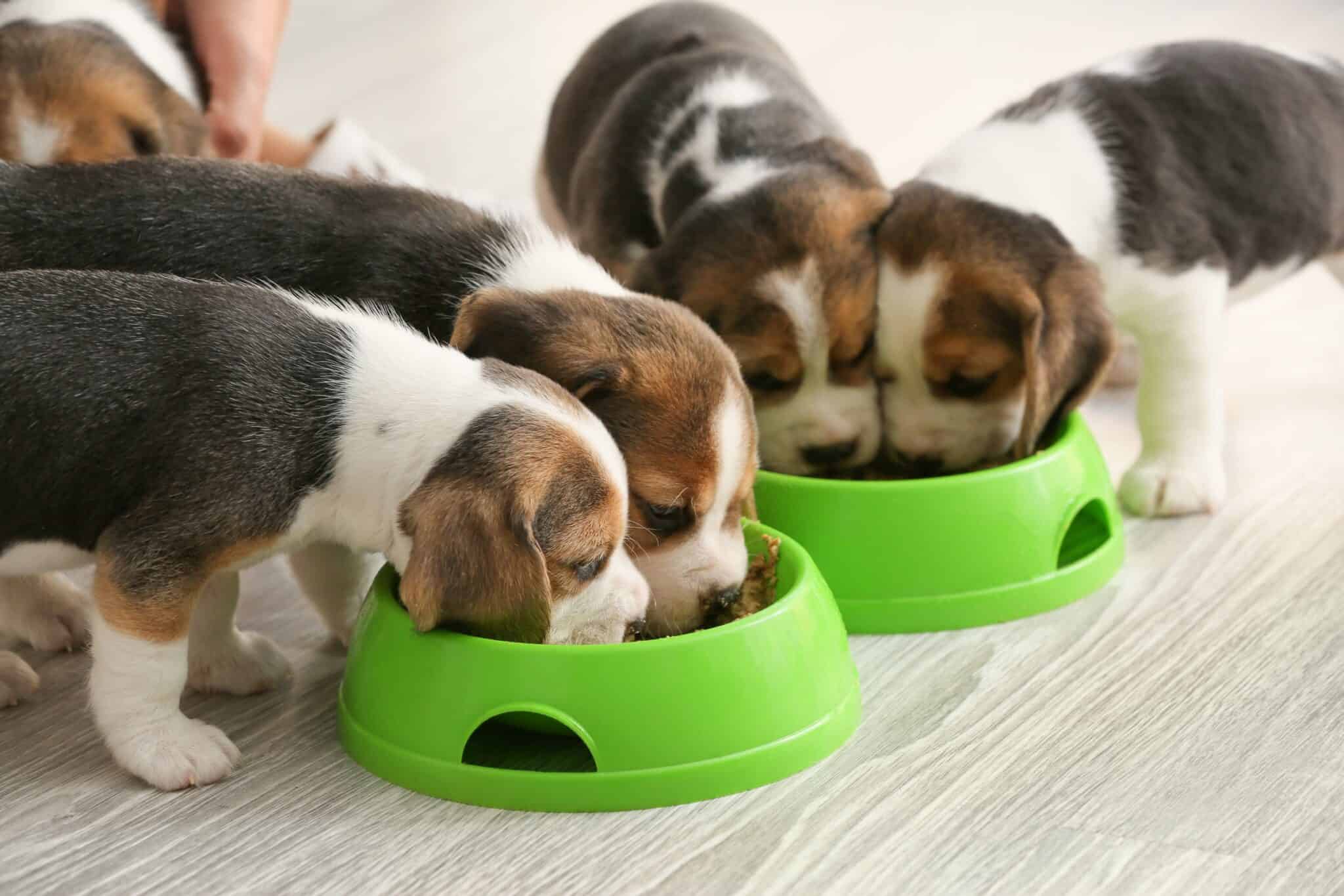 How Much to Feed a Beagle (Feeding Chart & Guide)