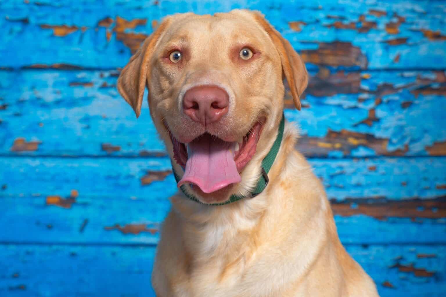 Dudley Lab: Facts About the Pink Nose Labrador