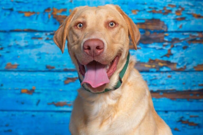 Dudley Lab: Facts About the Pink Nose Labrador