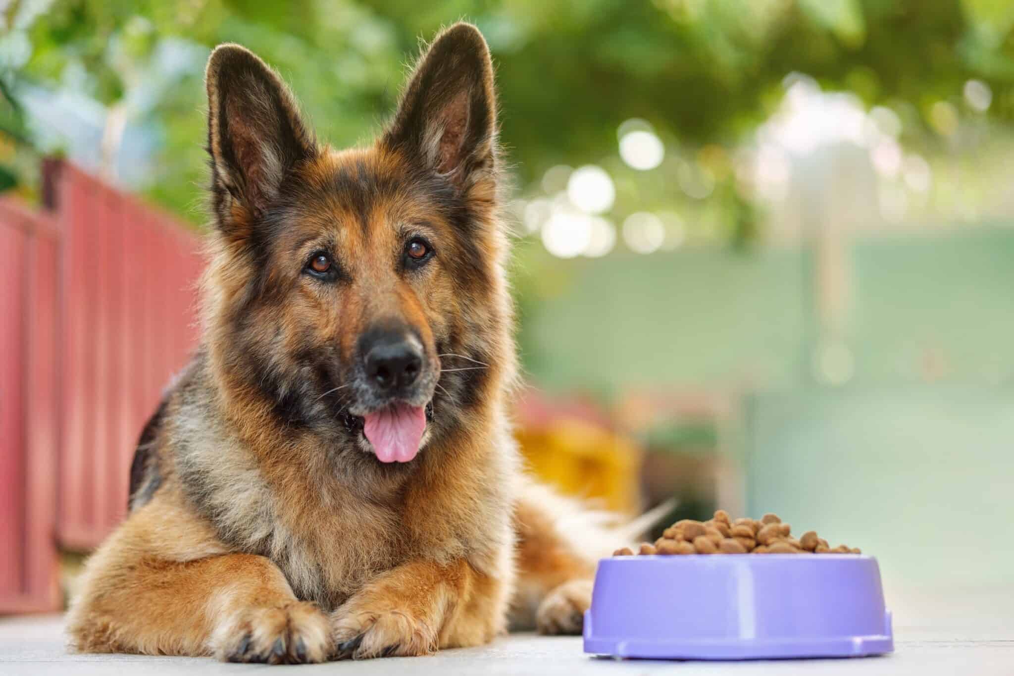 How Much to Feed a German Shepherd (Feeding Chart)