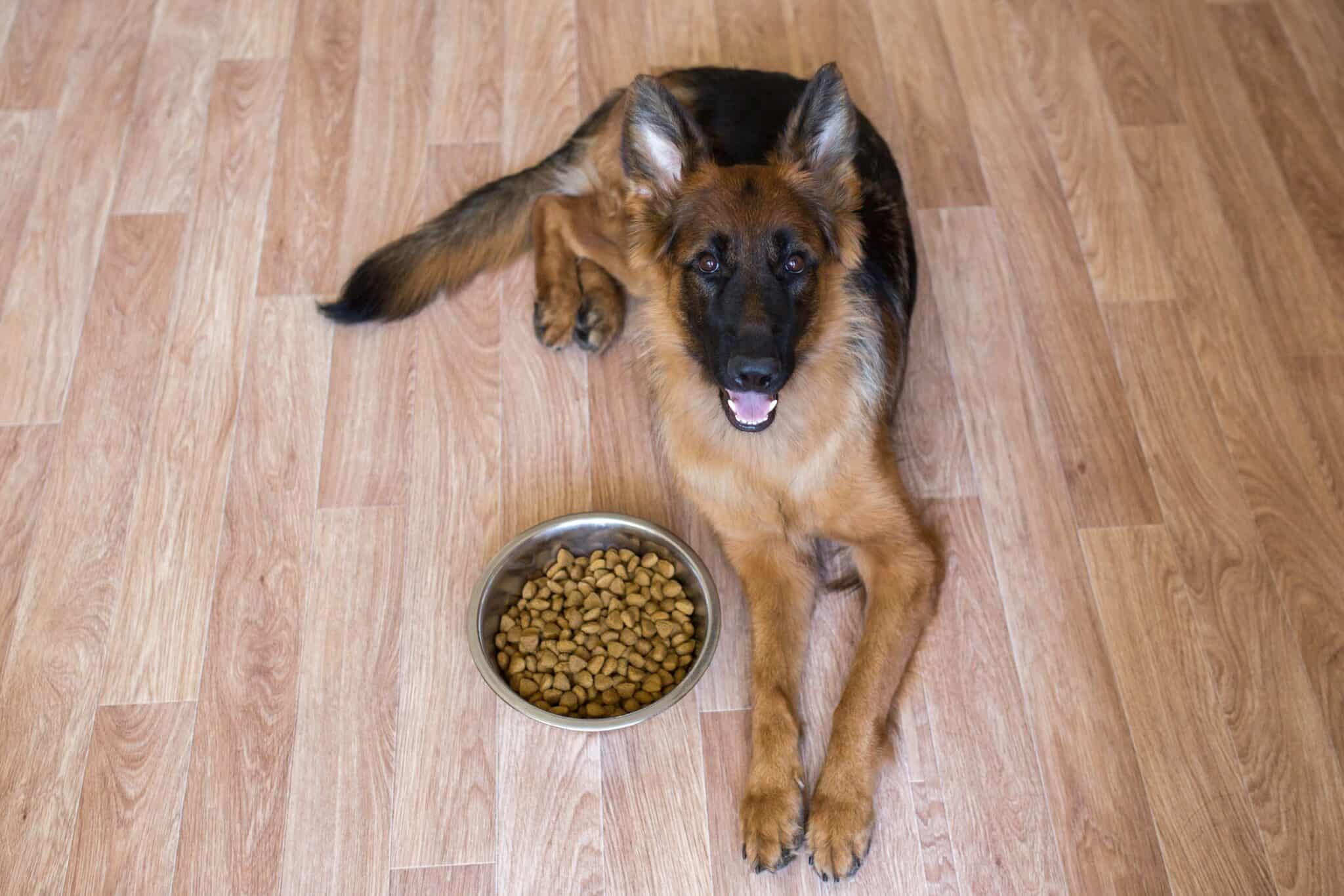 How Much to Feed a German Shepherd (Feeding Chart)