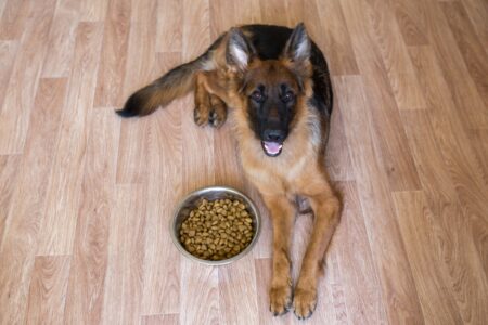 How Much to Feed a German Shepherd (Feeding Chart)