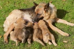 German Shepherd Pregnancy Length, Stages & Signs
