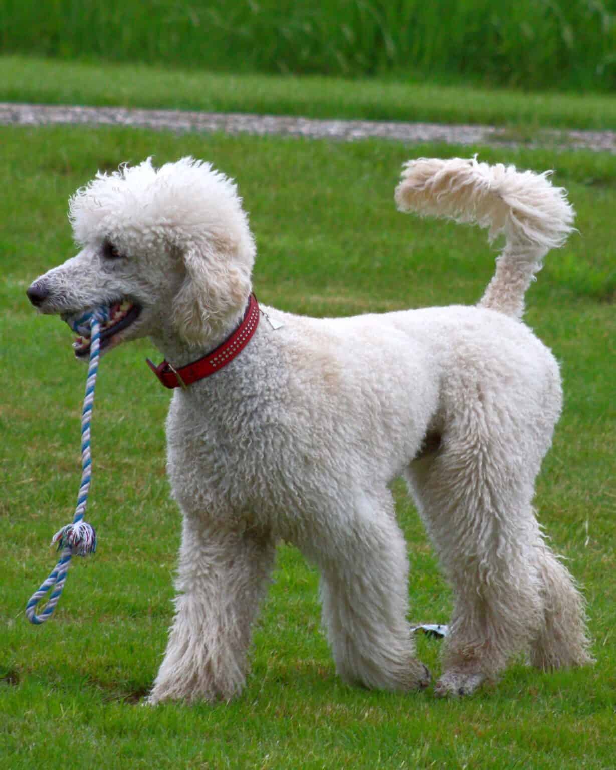 35 Poodle Colors & Markings Explained! - Happy Dog Breeds