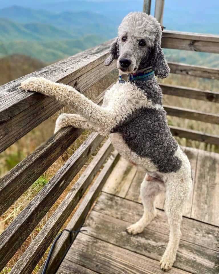 35 Poodle Colors & Markings Explained! - Happy Dog Breeds