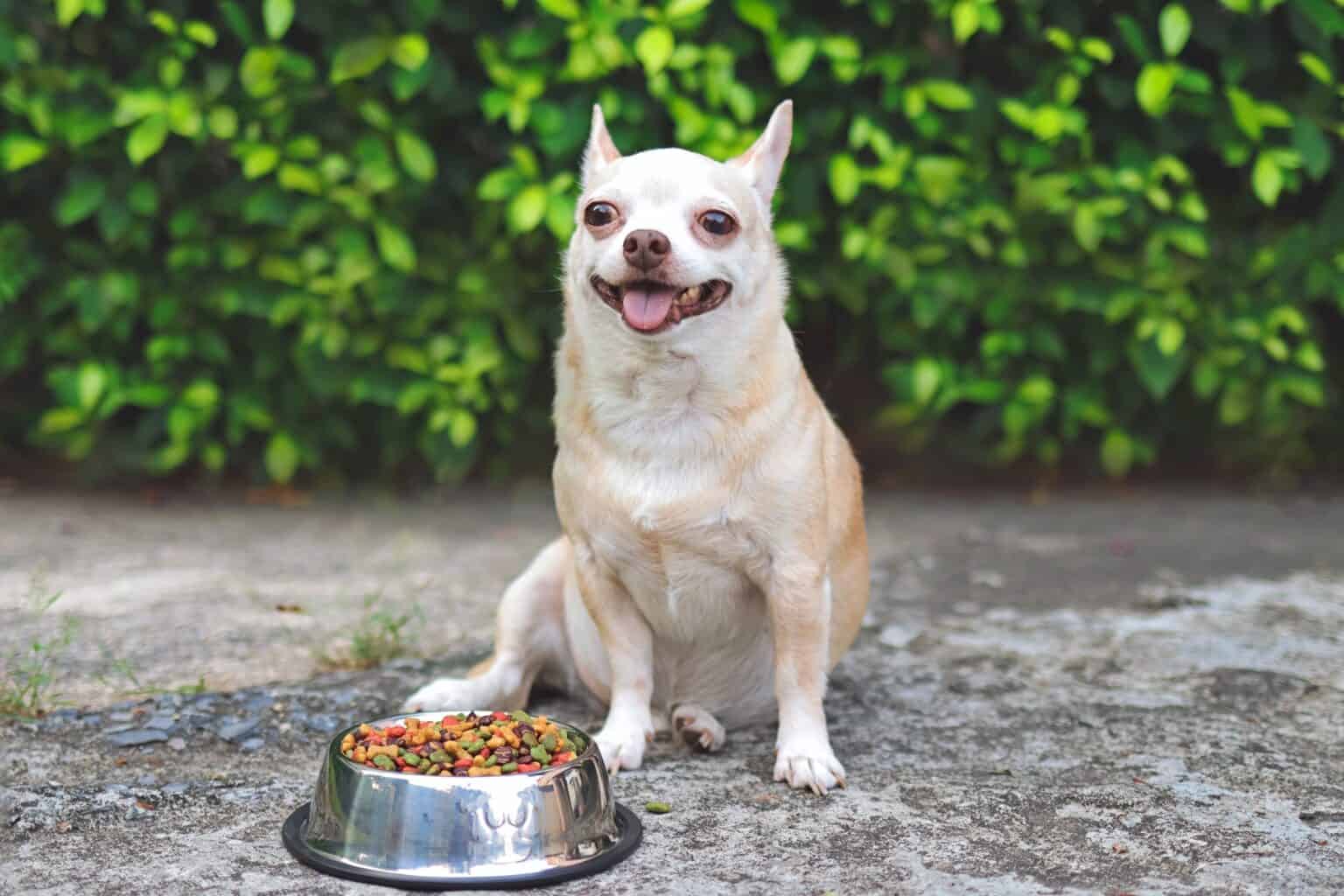 How Much to Feed a Chihuahua (Feeding Chart)