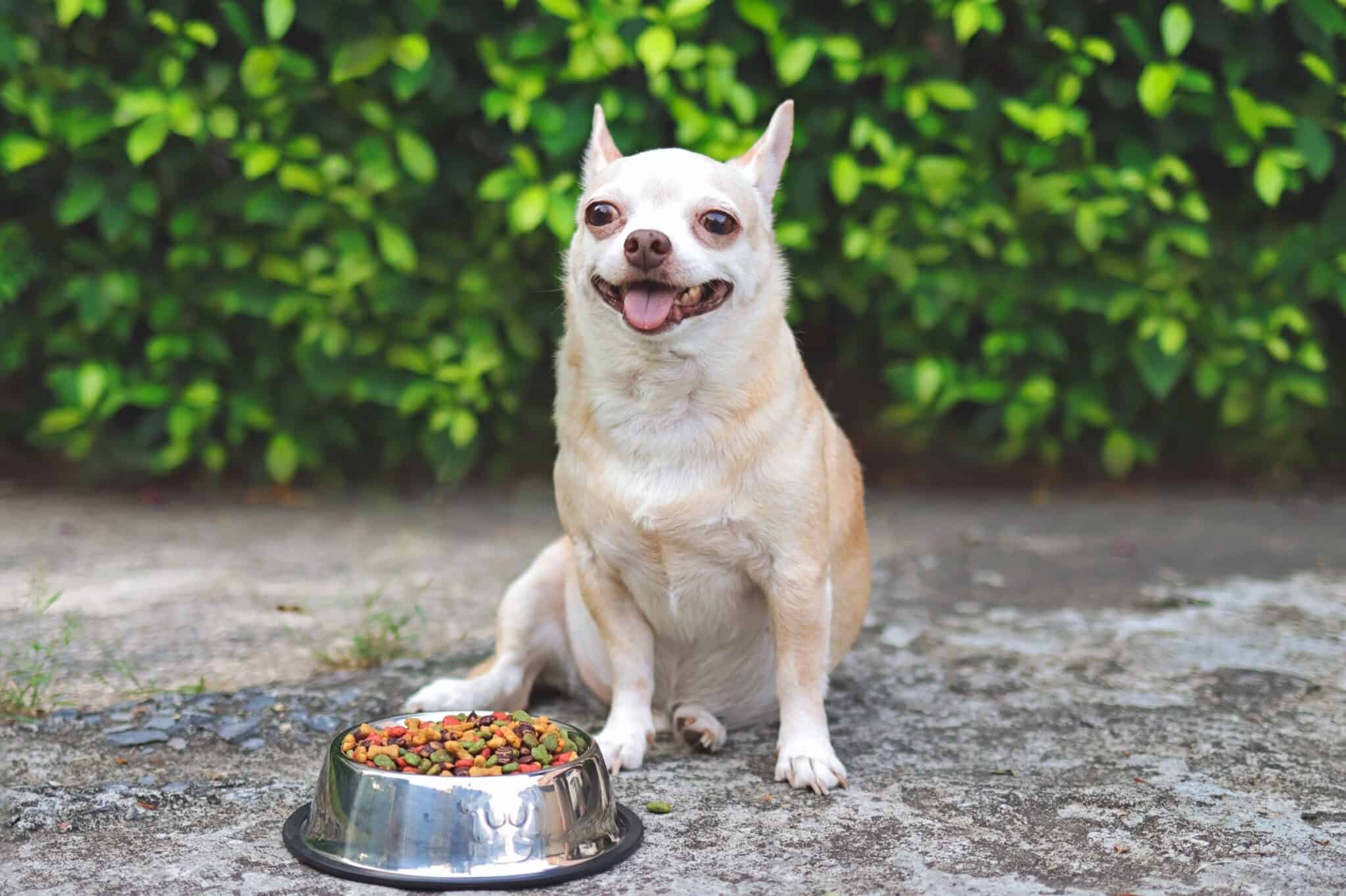 How Much to Feed a Chihuahua (Feeding Chart)