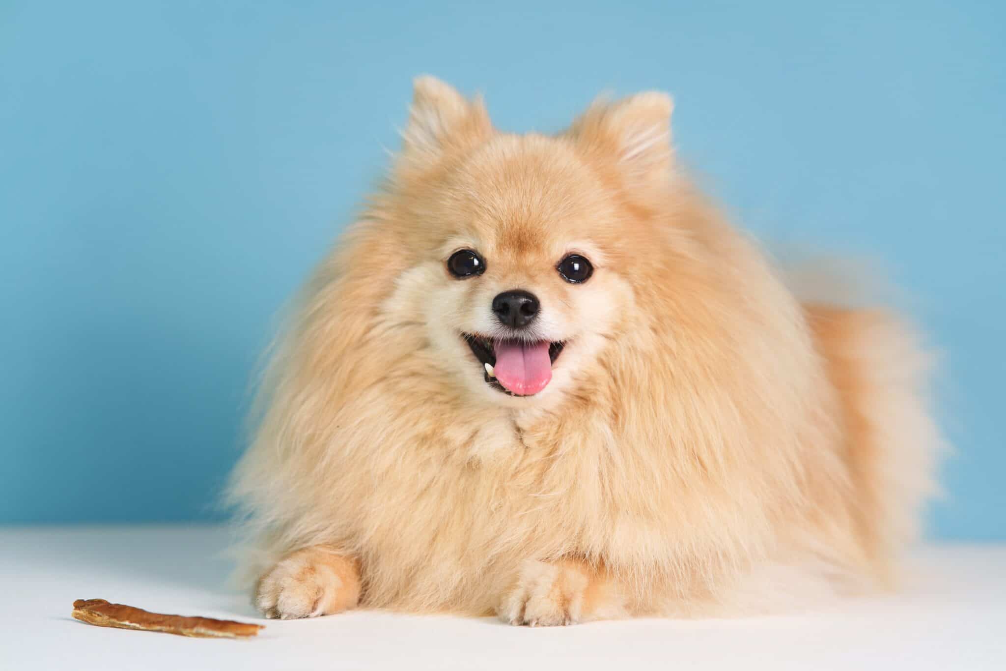 How Much to Feed a Pomeranian (Feeding Chart & Guide)