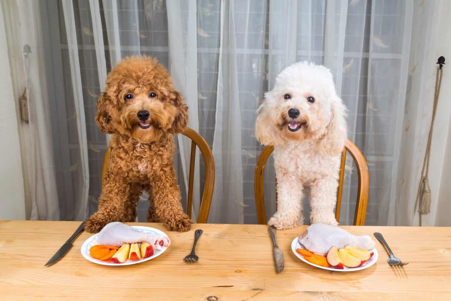 How Much to Feed a Poodle (Feeding Chart & Guide)