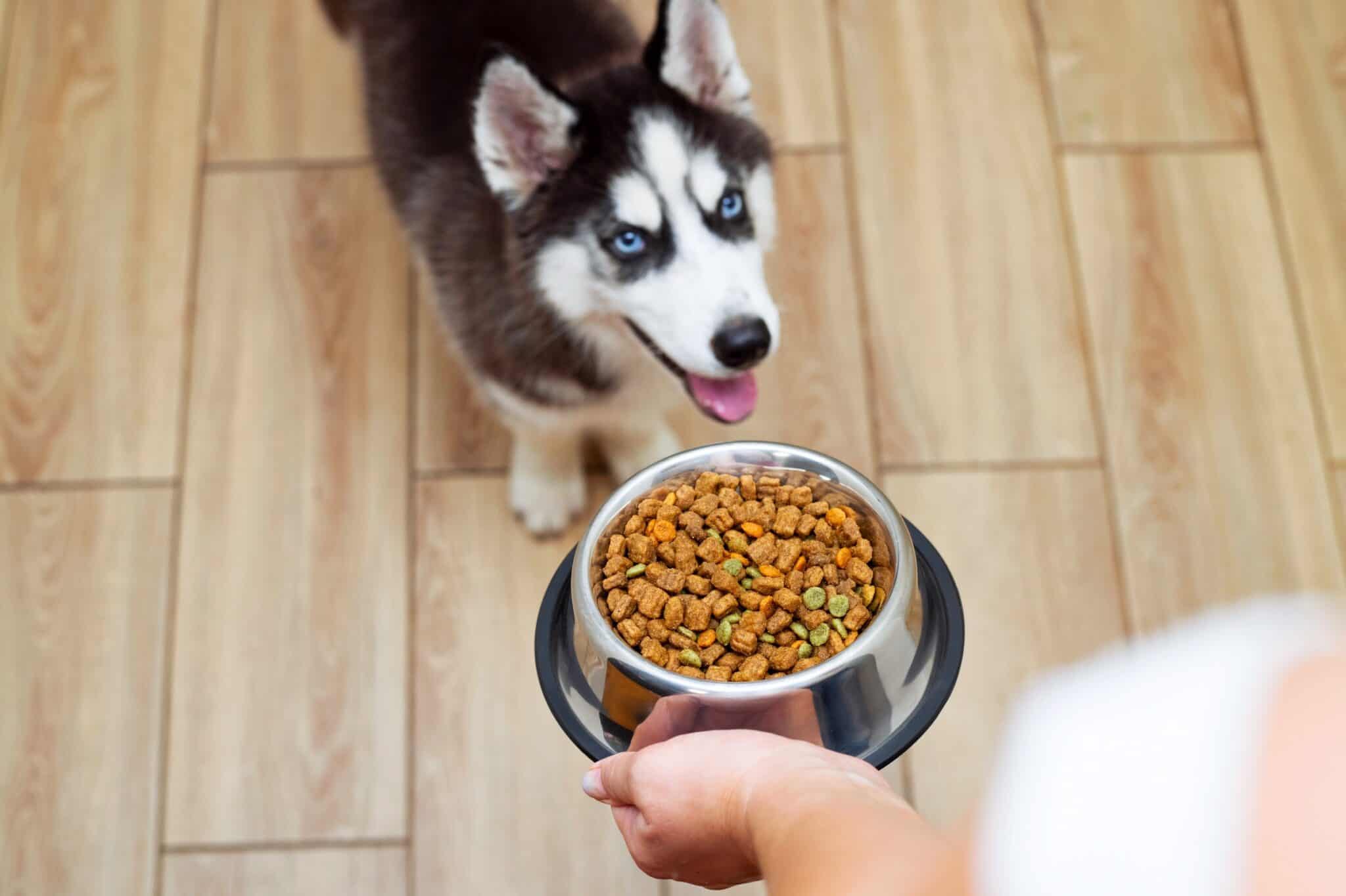 How Much to Feed a Husky (Puppy & Adult Feeding Chart)