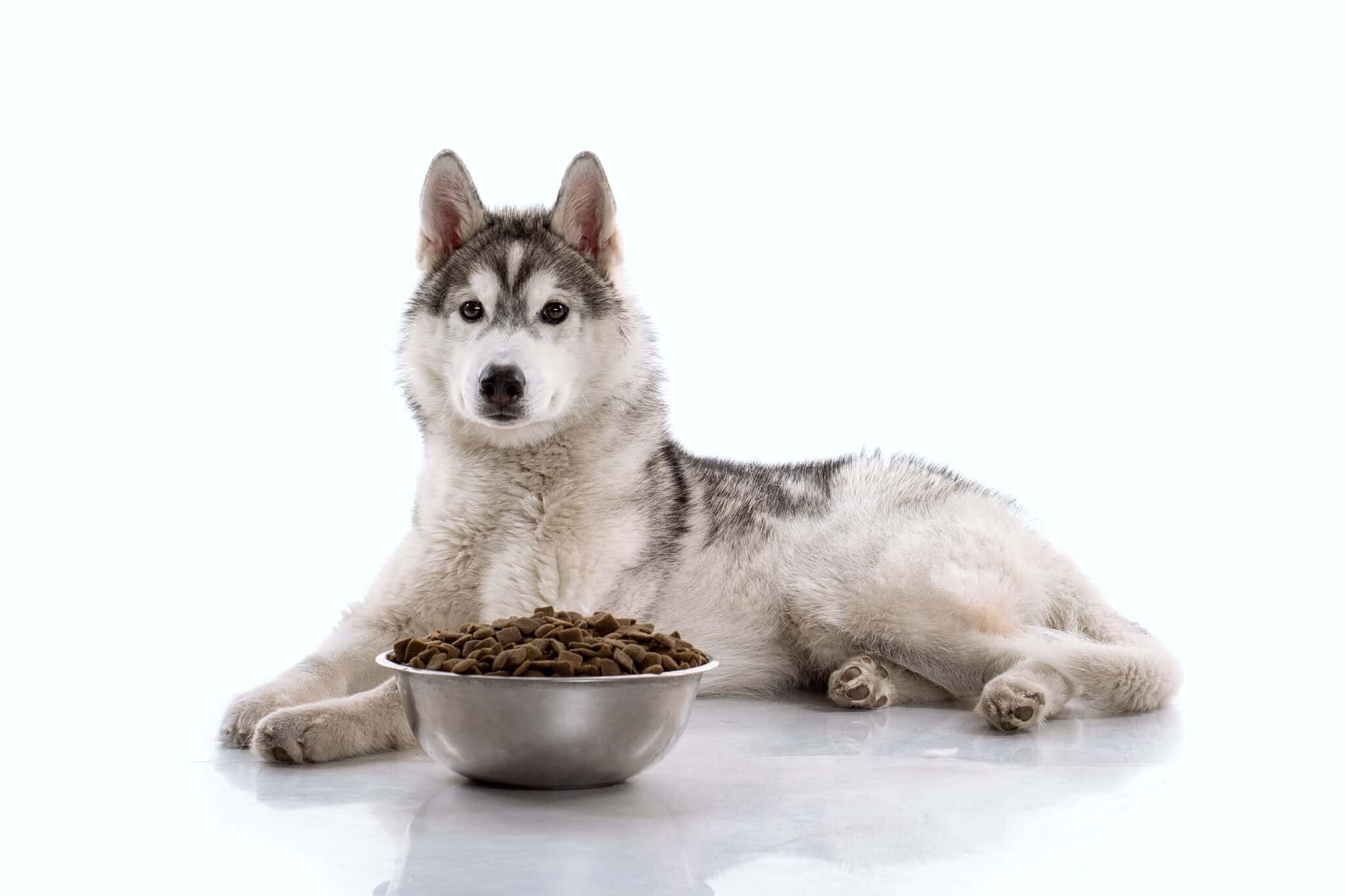 How Much to Feed a Husky (Puppy & Adult Feeding Chart)