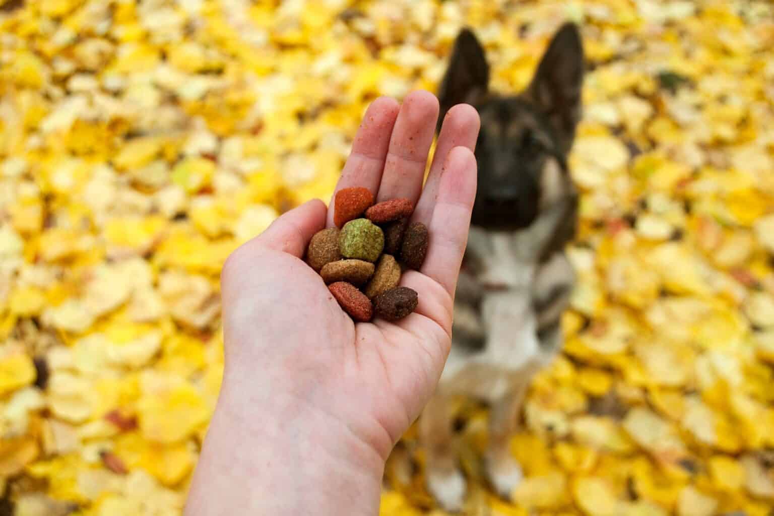 How Much to Feed a German Shepherd (Feeding Chart)