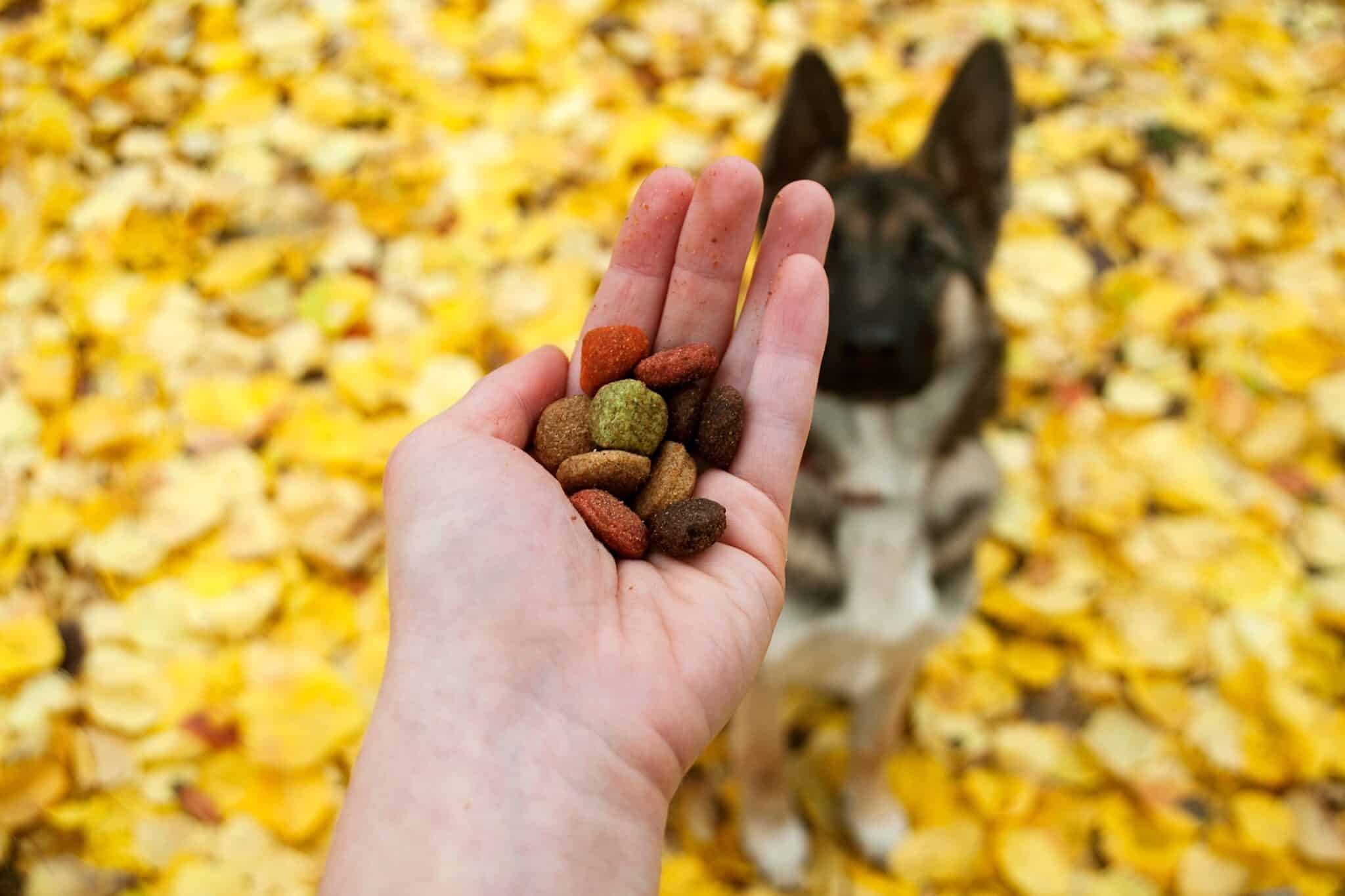 How Much to Feed a German Shepherd (Feeding Chart)