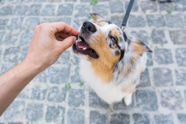 How Much to Feed an Australian Shepherd (Feeding Chart)