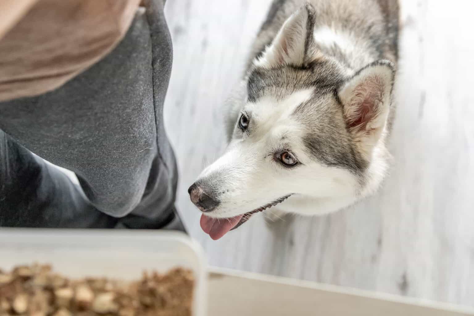 How Much to Feed a Husky (Puppy & Adult Feeding Chart)