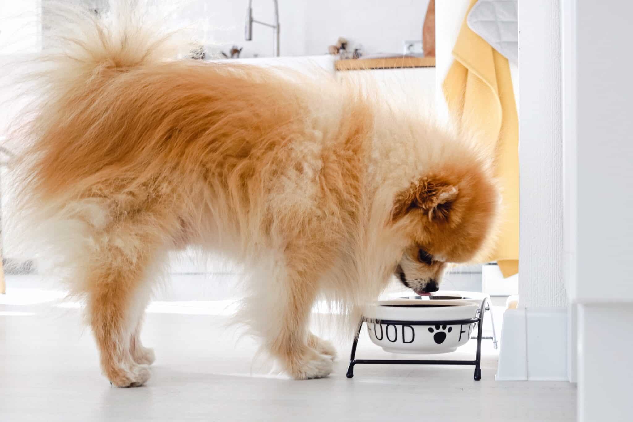 How Much to Feed a Pomeranian (Feeding Chart & Guide)