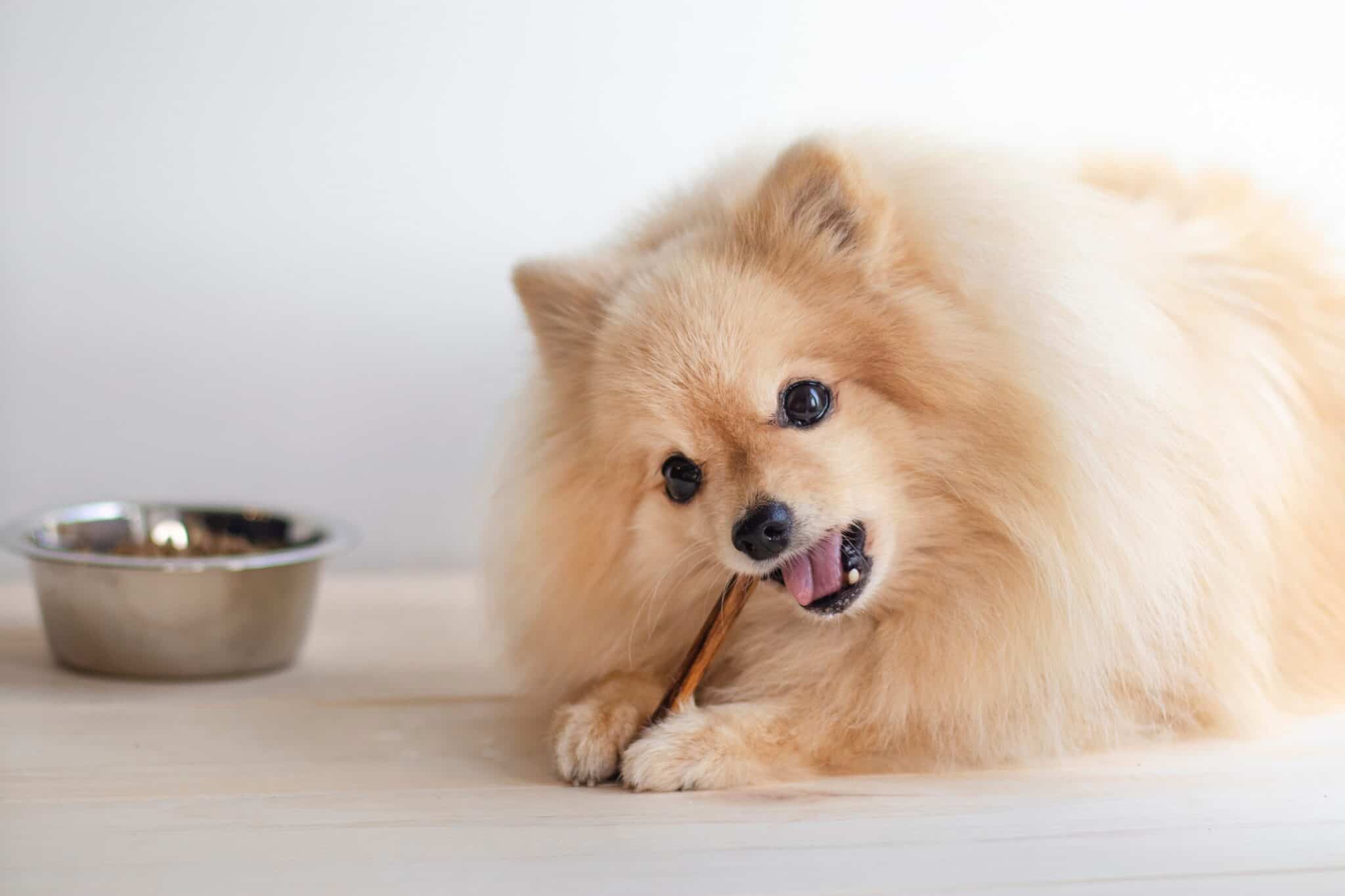 How Much to Feed a Pomeranian (Feeding Chart & Guide)
