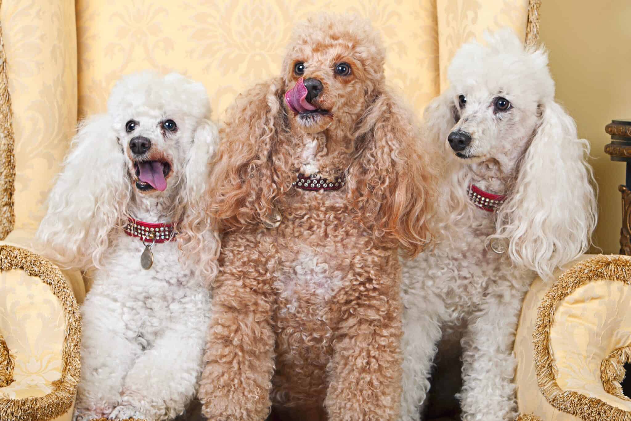 35 Poodle Colors & Markings Explained! - Happy Dog Breeds