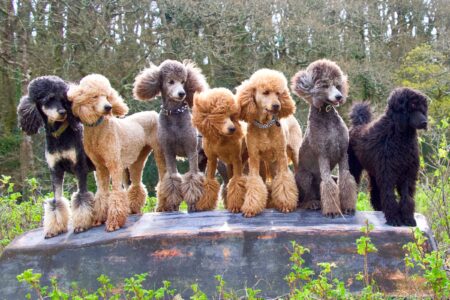 35 Poodle Colors & Markings Explained! - Happy Dog Breeds
