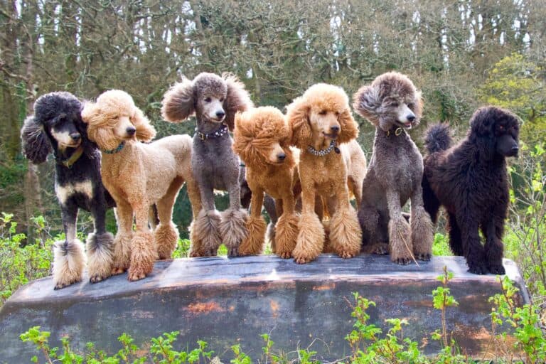 35 Poodle Colors & Markings Explained! - Happy Dog Breeds