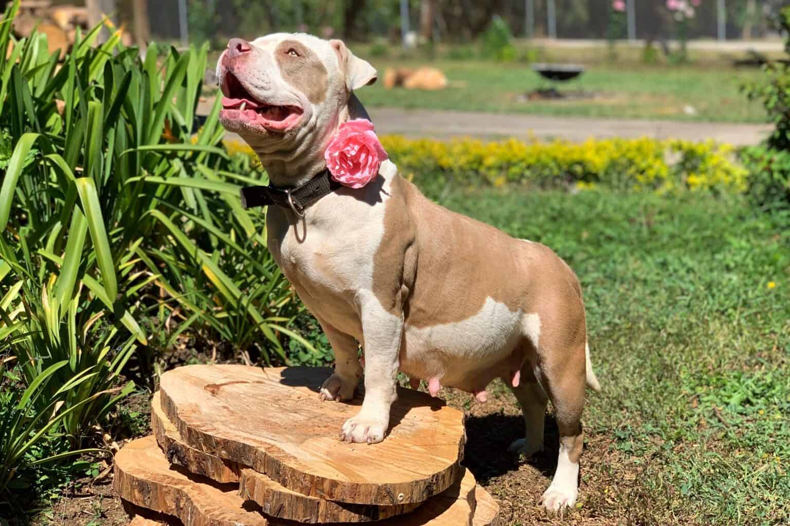 American Bully Pregnancy Length, Stages & Signs