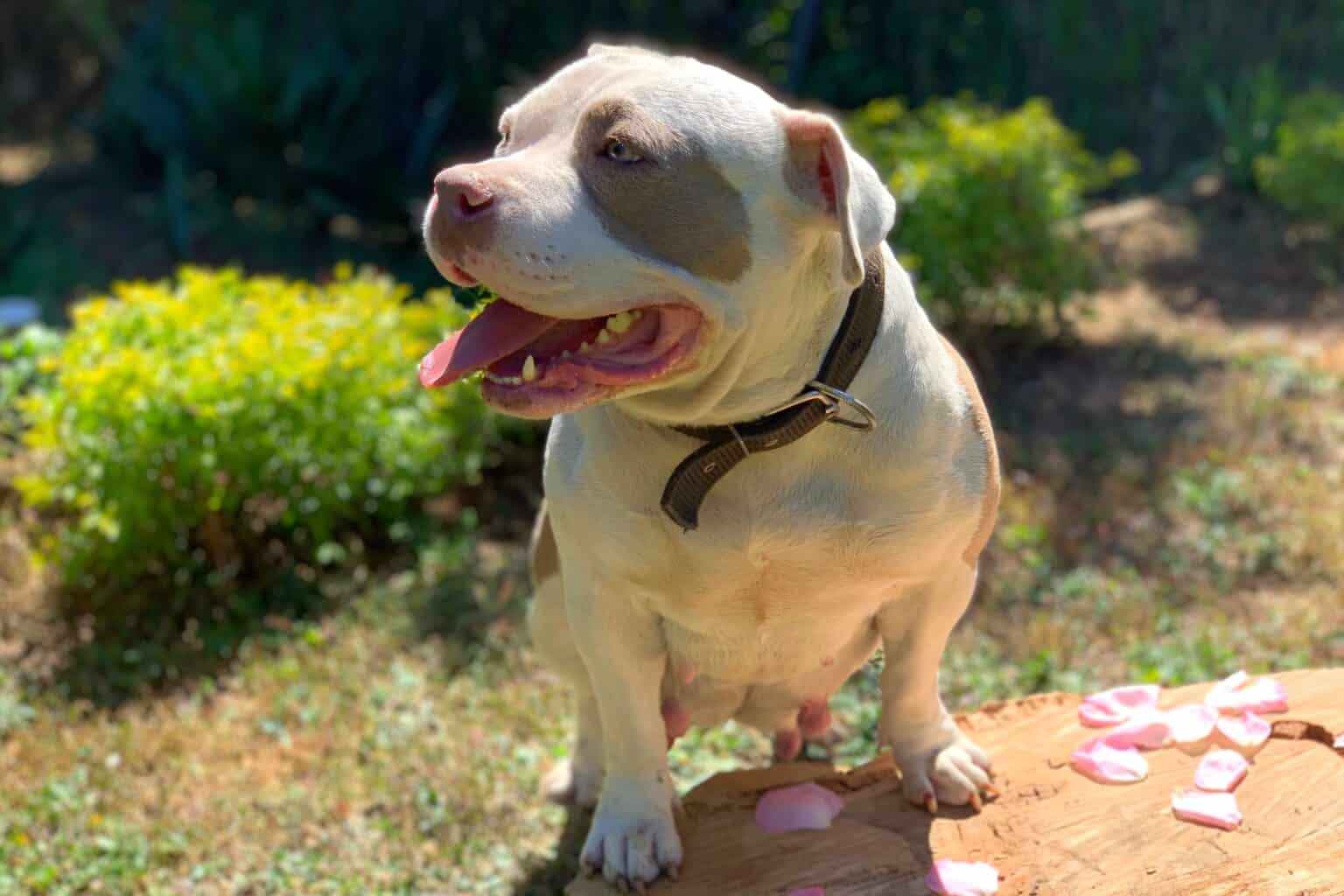 American Bully Pregnancy Length, Stages & Signs