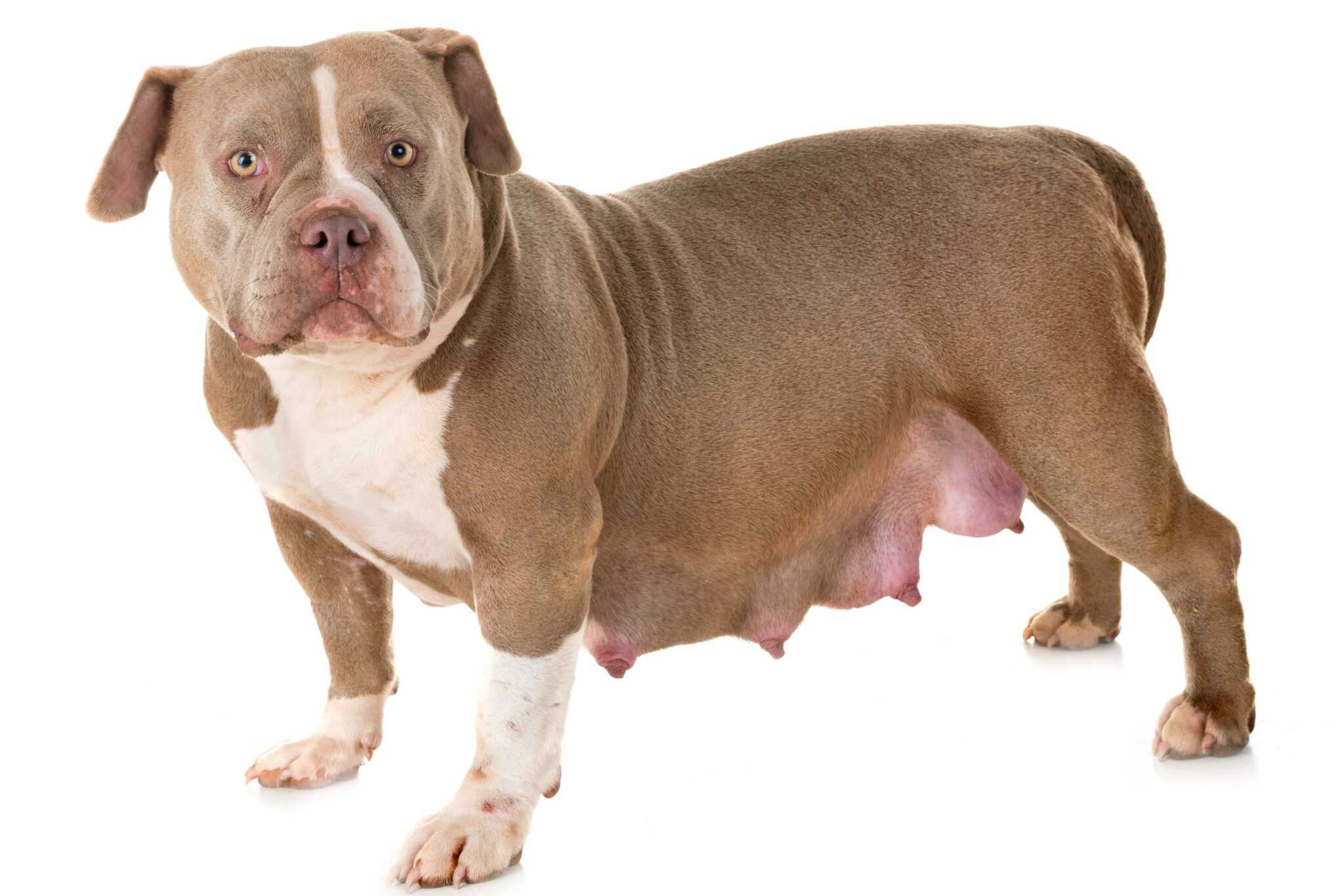 American Bully Pregnancy Length, Stages & Signs