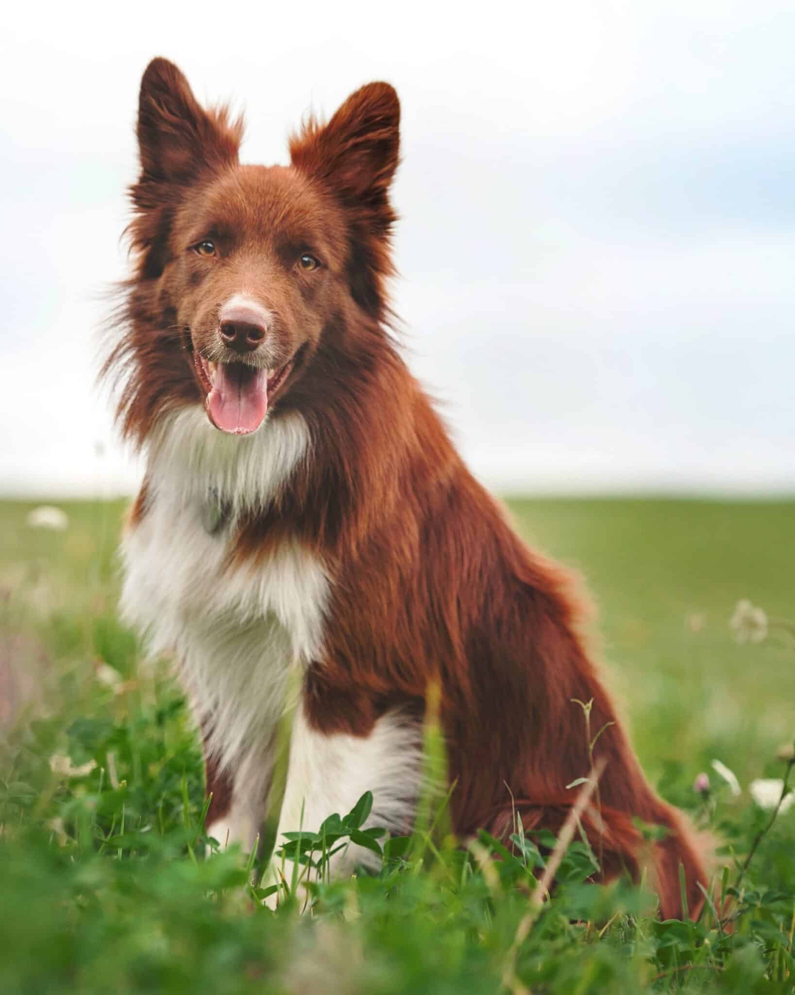 20 Border Collie Colors & Markings Explained!