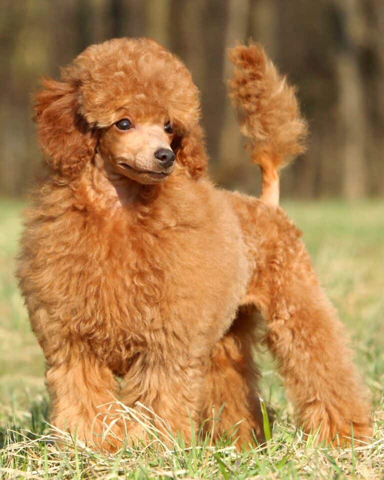 35 Poodle Colors & Markings Explained! - Happy Dog Breeds