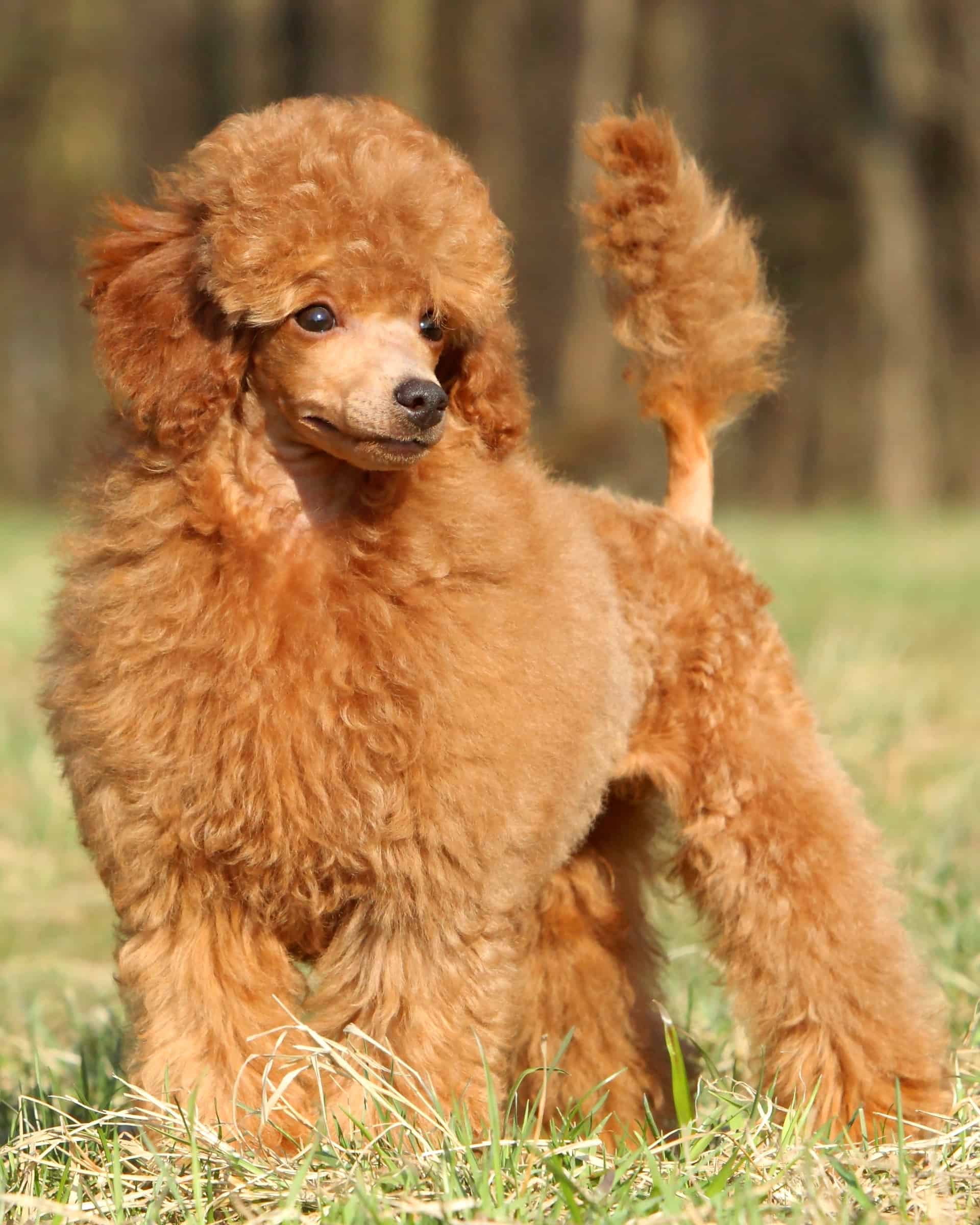 35 Poodle Colors & Markings Explained! - Happy Dog Breeds