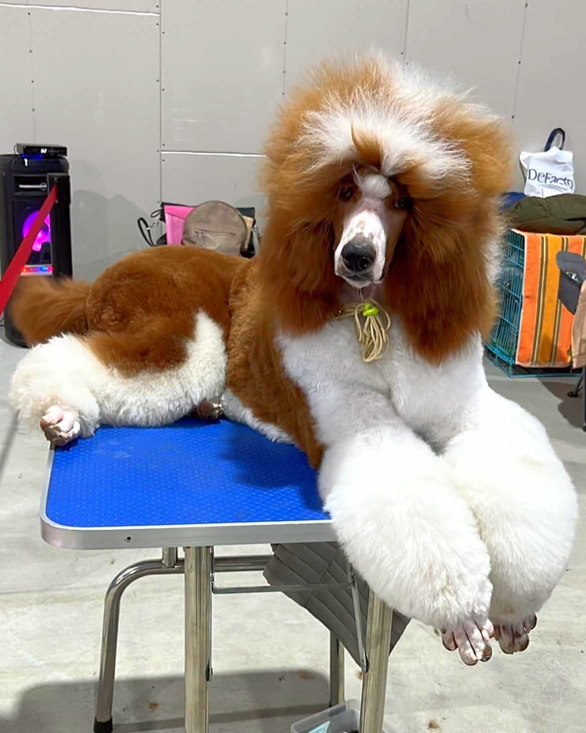 35 Poodle Colors & Markings Explained! - Happy Dog Breeds