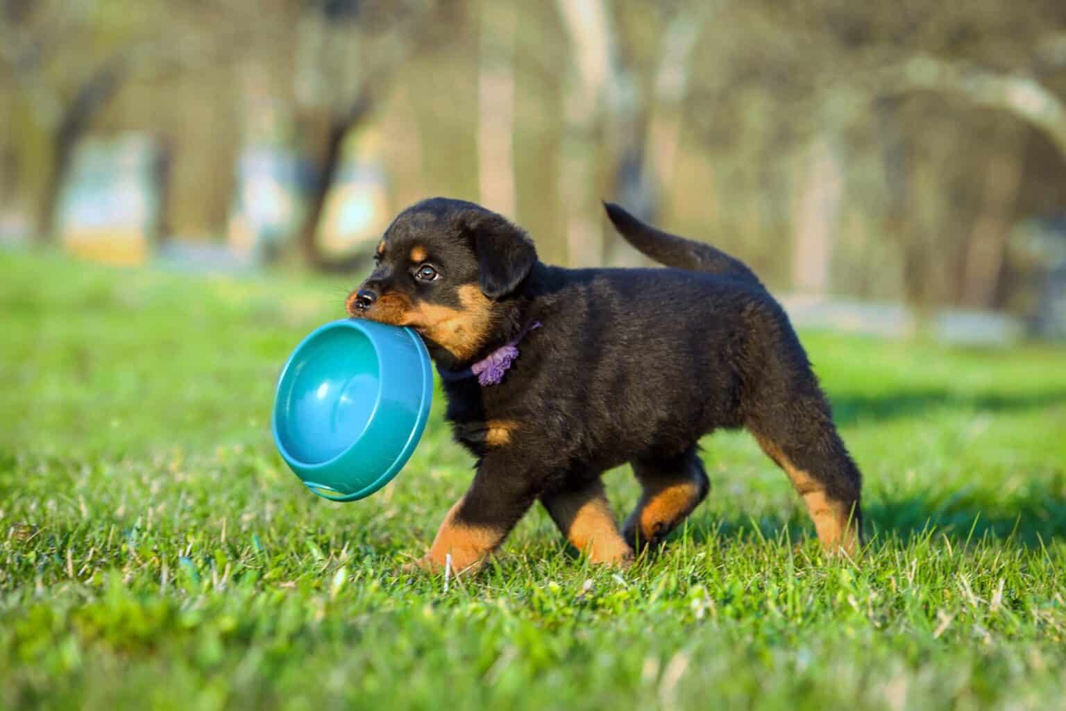 How Much to Feed a Rottweiler (Feeding Chart & Guide)