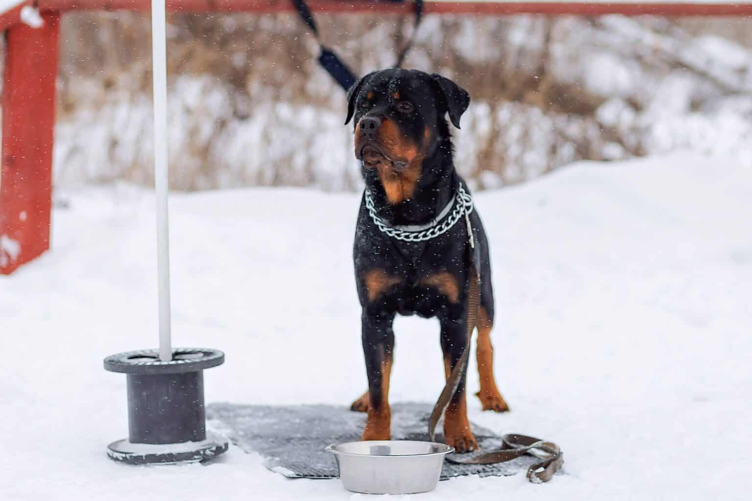 How Much to Feed a Rottweiler (Feeding Chart & Guide)