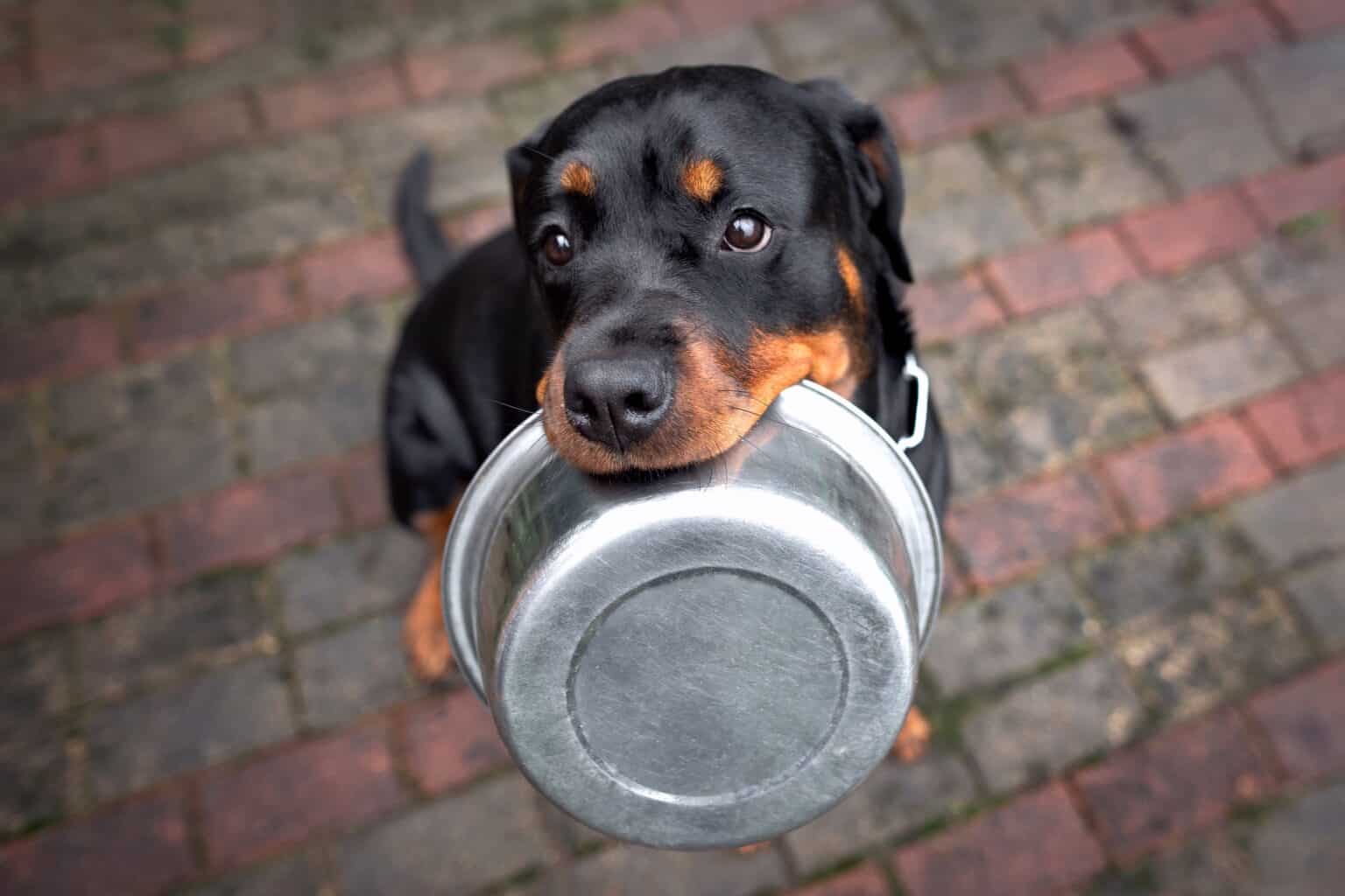 How Much to Feed a Rottweiler (Feeding Chart & Guide)