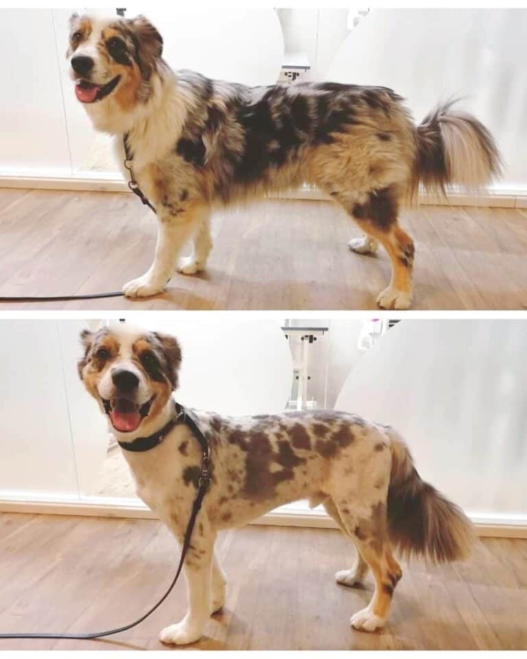 Can You Shave Your Australian Shepherd?