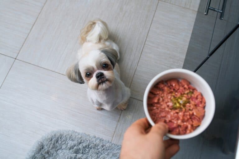 How Much to Feed a Shih Tzu (Feeding Chart & Guide)