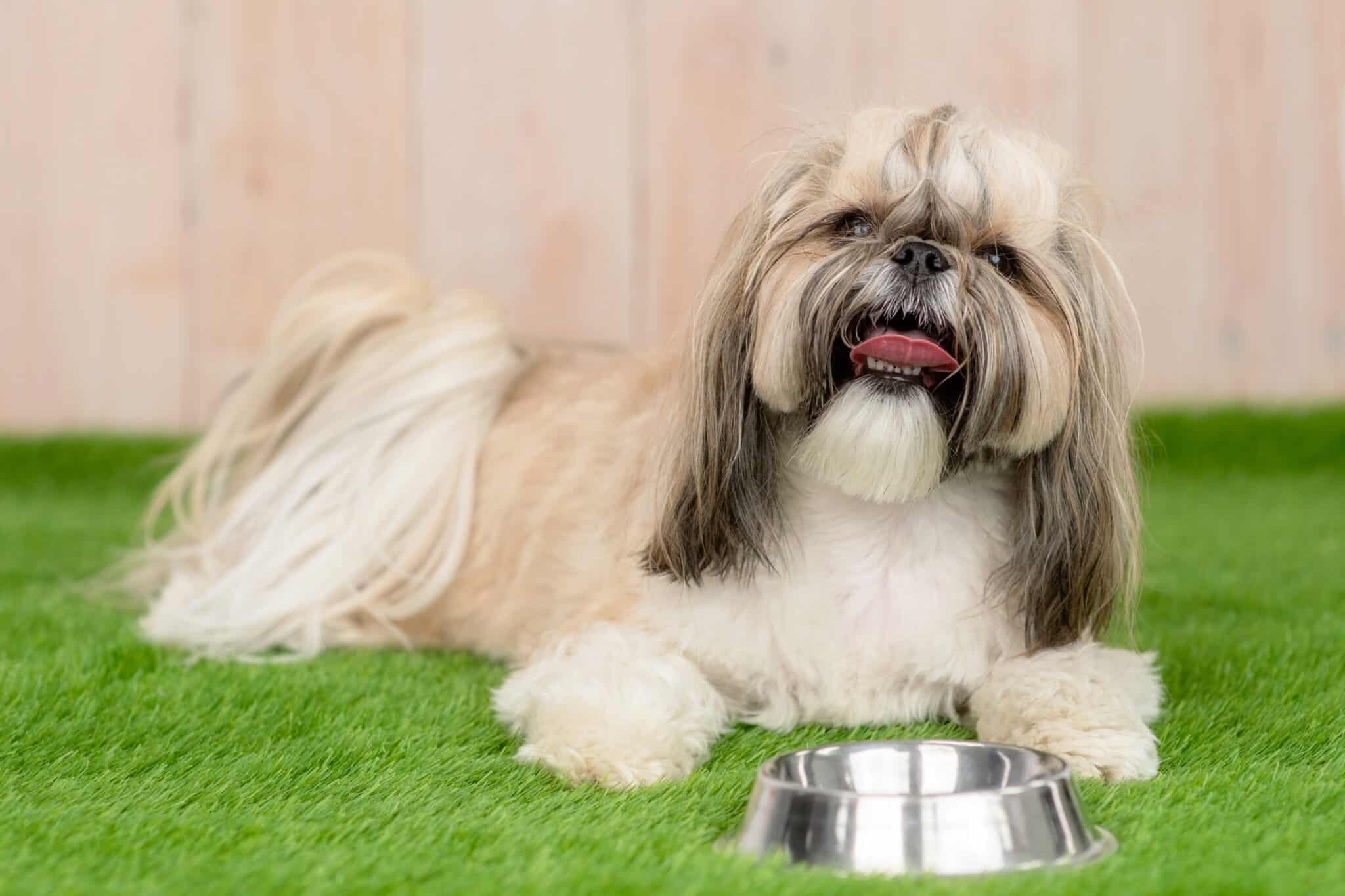 How Much to Feed a Shih Tzu (Feeding Chart & Guide)