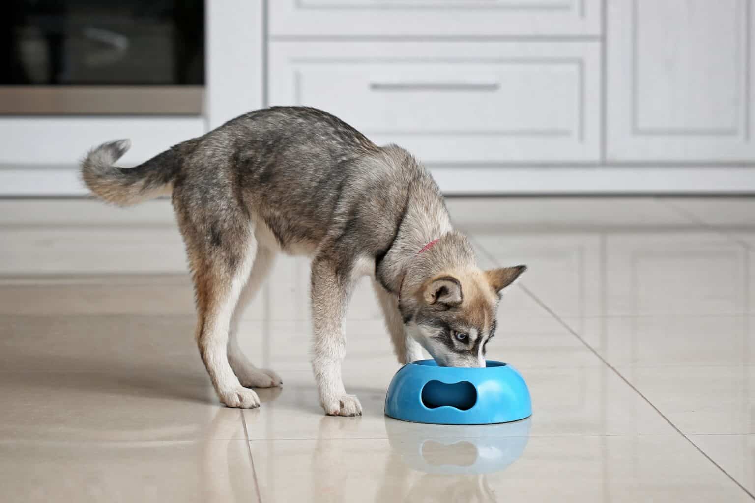 How Much to Feed a Husky (Puppy & Adult Feeding Chart)