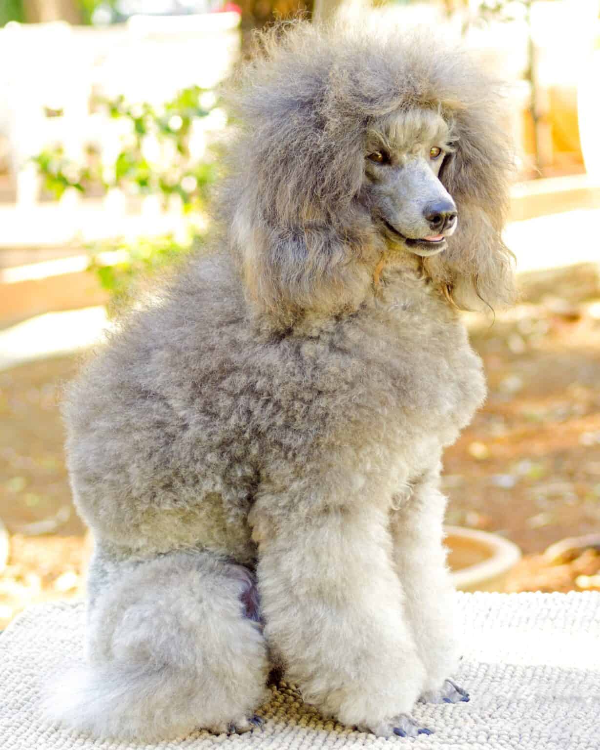 35 Poodle Colors & Markings Explained! - Happy Dog Breeds