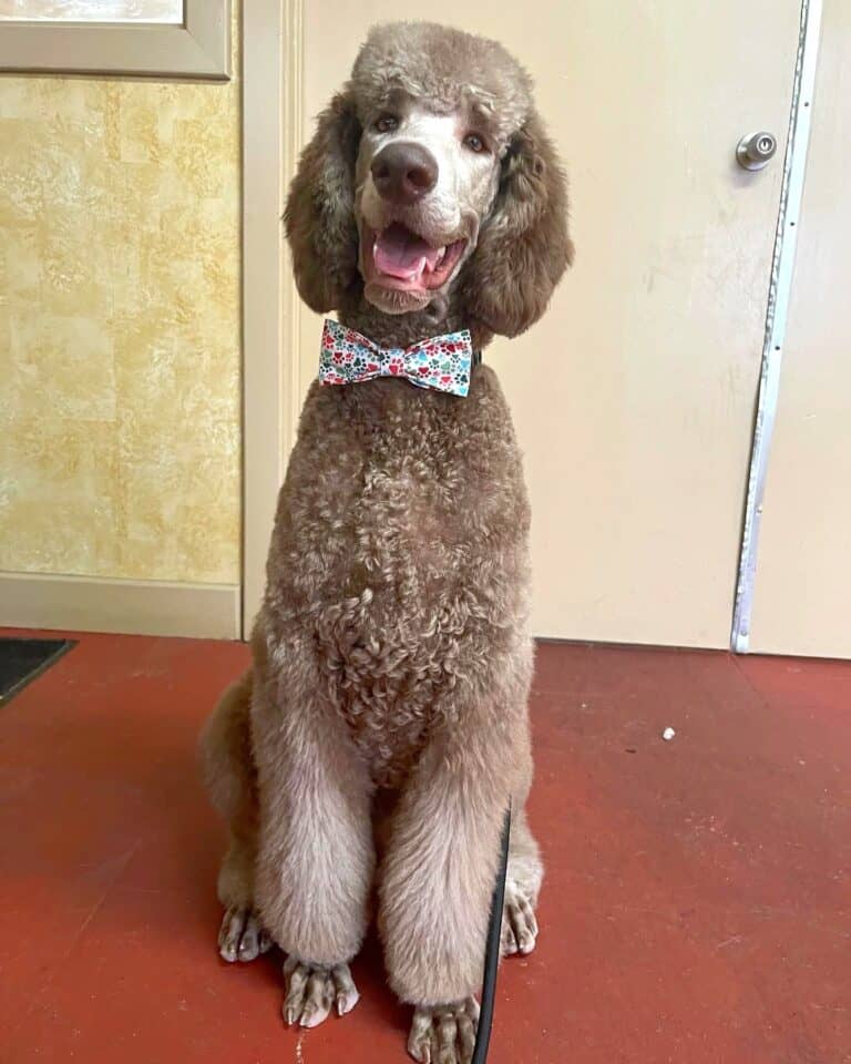 35 Poodle Colors & Markings Explained! - Happy Dog Breeds