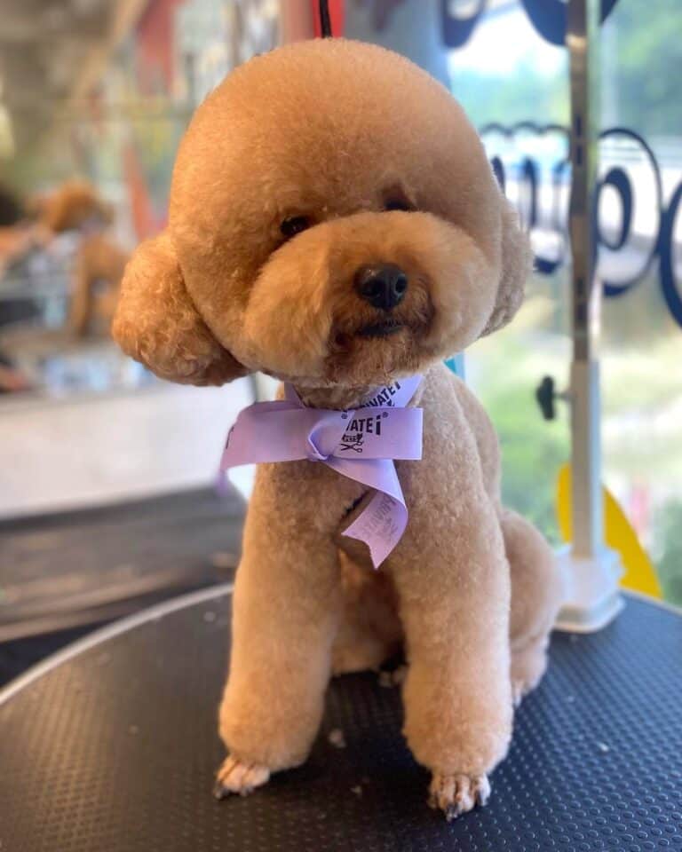 Teddy Bear Poodle: Your Ultimate Guide