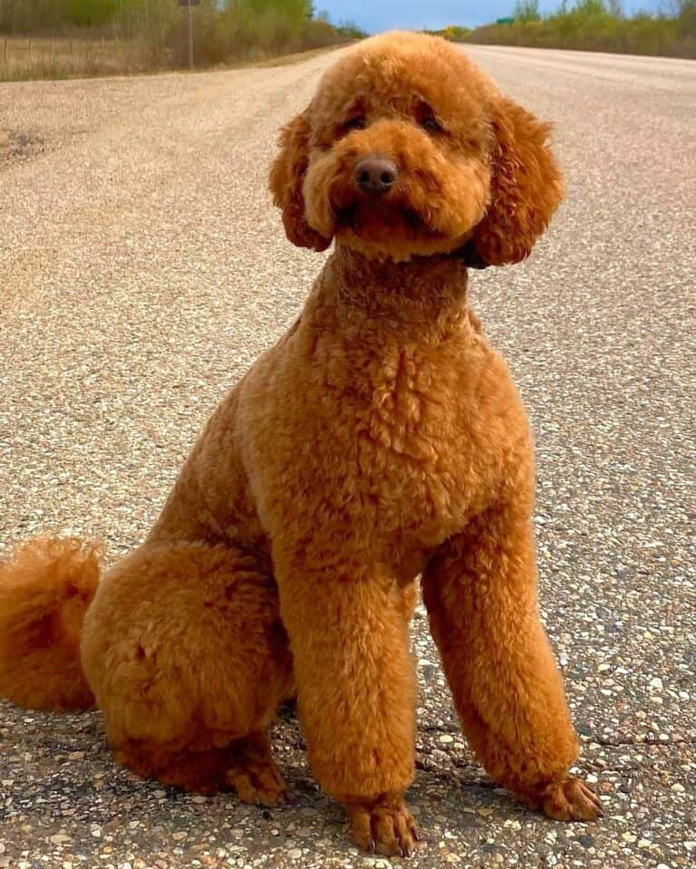 Teddy Bear Poodle: Your Ultimate Guide