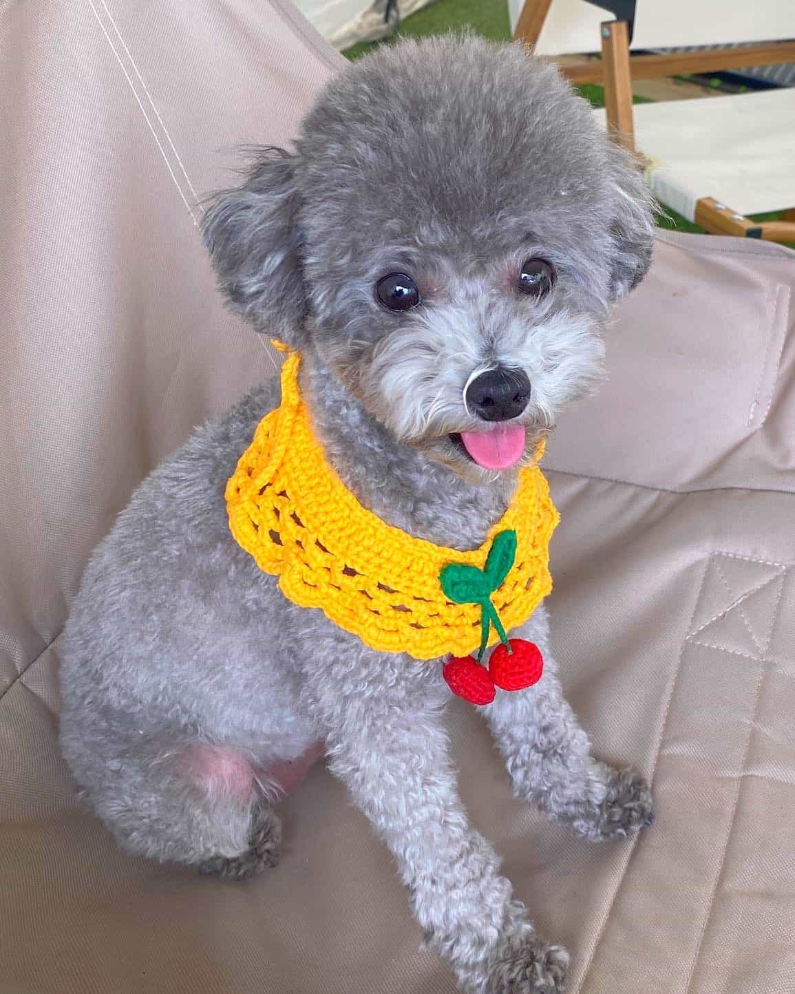 Teddy Bear Poodle: Your Ultimate Guide