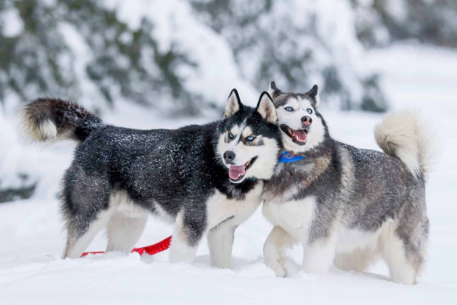 Do Huskies Like the Cold? - All You Need to Know!