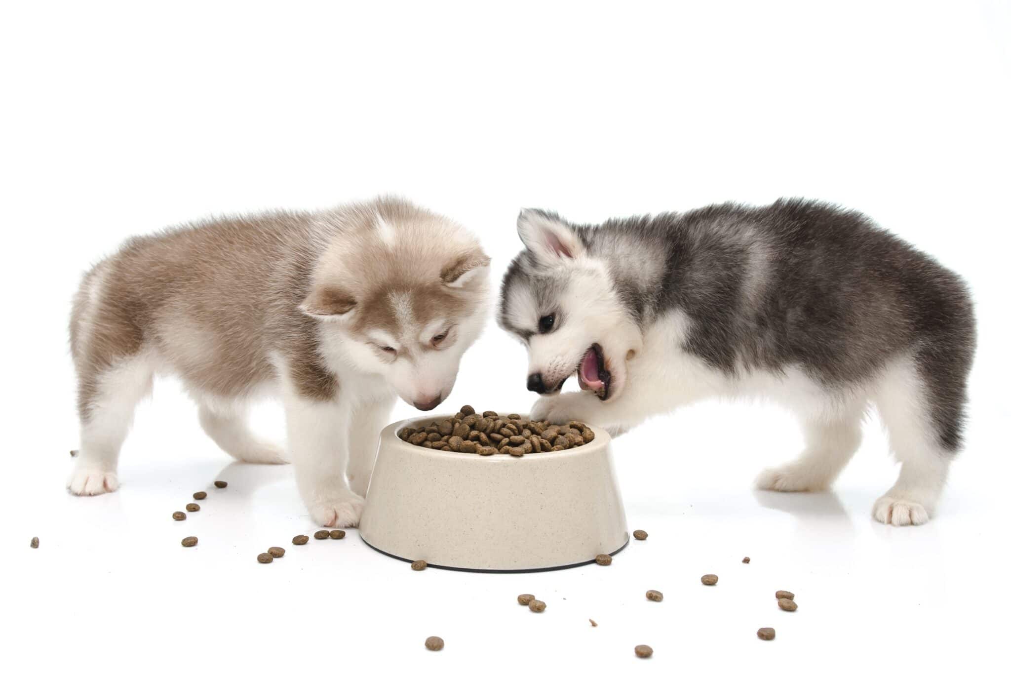 How Much to Feed a Husky (Puppy & Adult Feeding Chart)